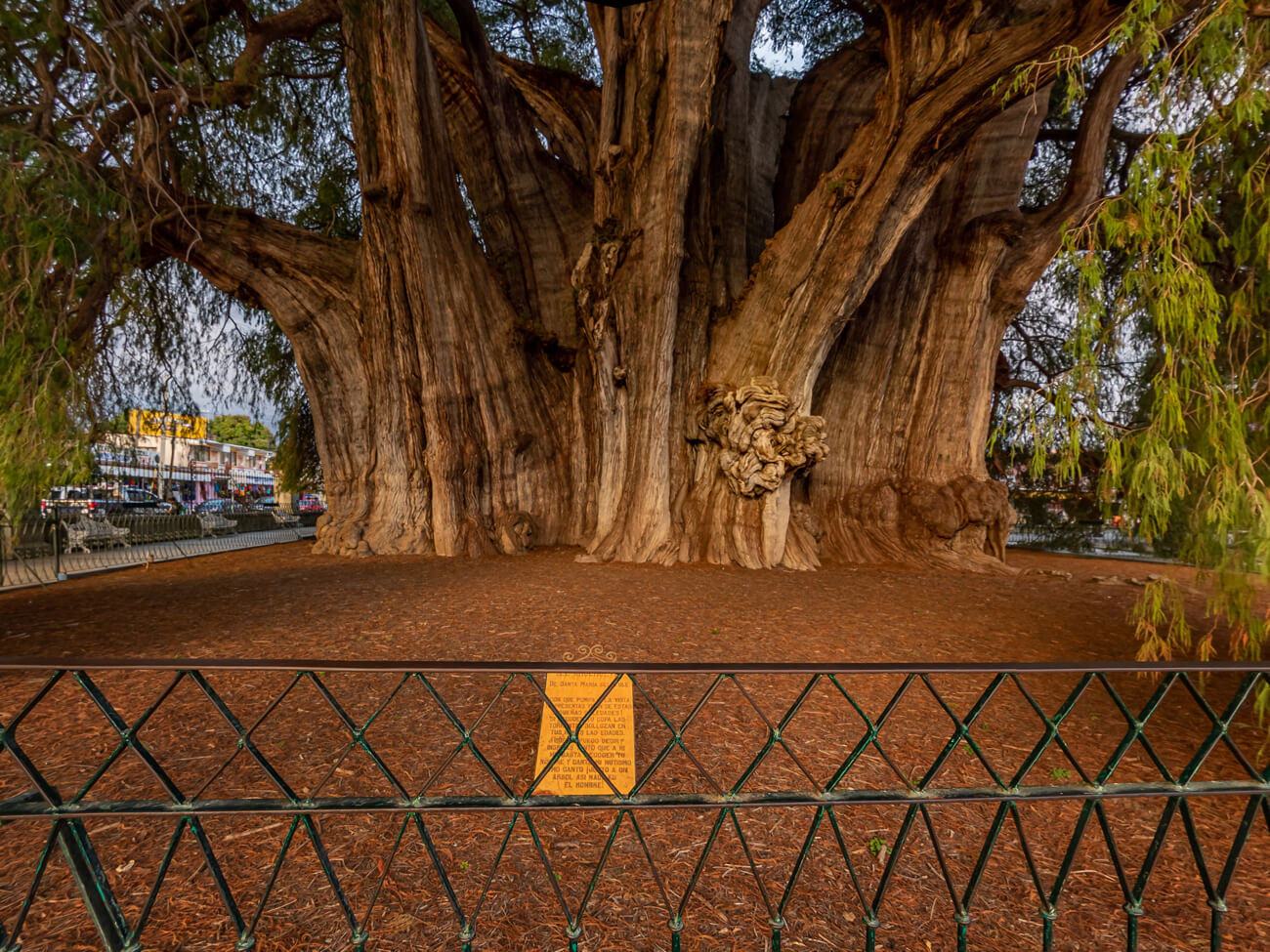 El Arbol Del Tule The Tree Of Tule Mitla Oaxaca Mexic - vrogue.co El Arbol Del Tule The Tree Of Tule Mitla Oaxaca Mexic - vrogue.co